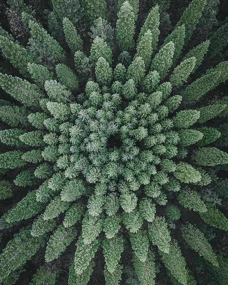 Nelder Plots – Wellsbaum.blog